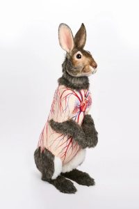 Deborah Simon: The Artistic Intersection Of Taxidermy, Toys, And ...